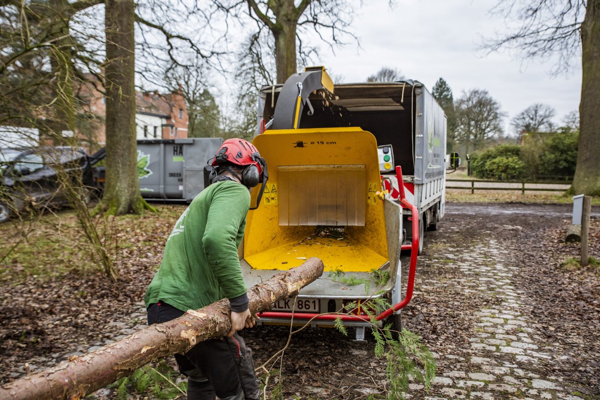 Bomen vellen Lommel | Habitus boomverzorging